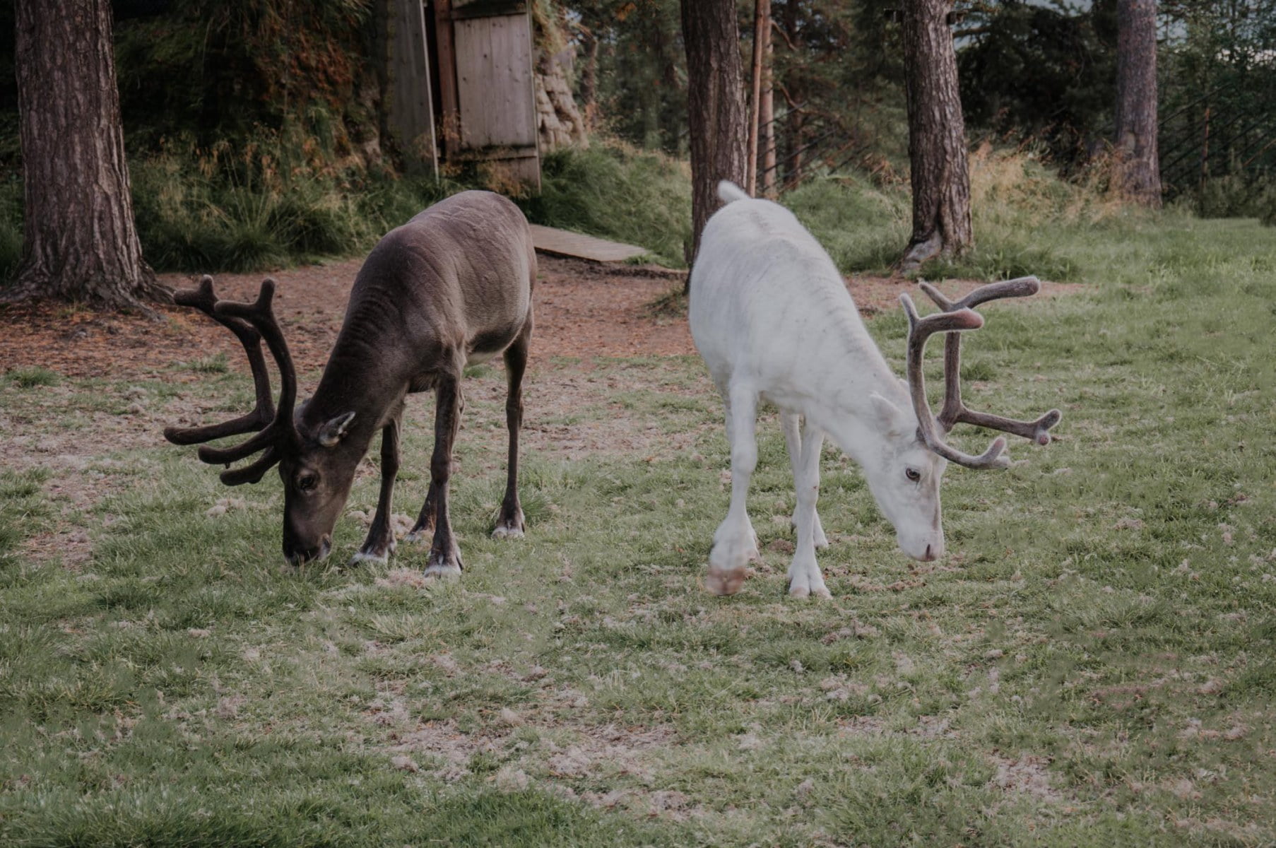 Gdzie żyją renifery? Norwegia | Martyna Soul Blog