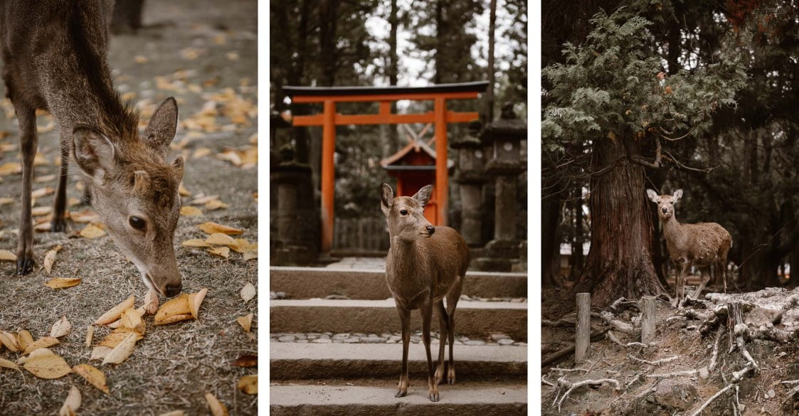 Japonia - co zwiedzić i jakie atrakcje zobaczyć | Martyna Soul Blog